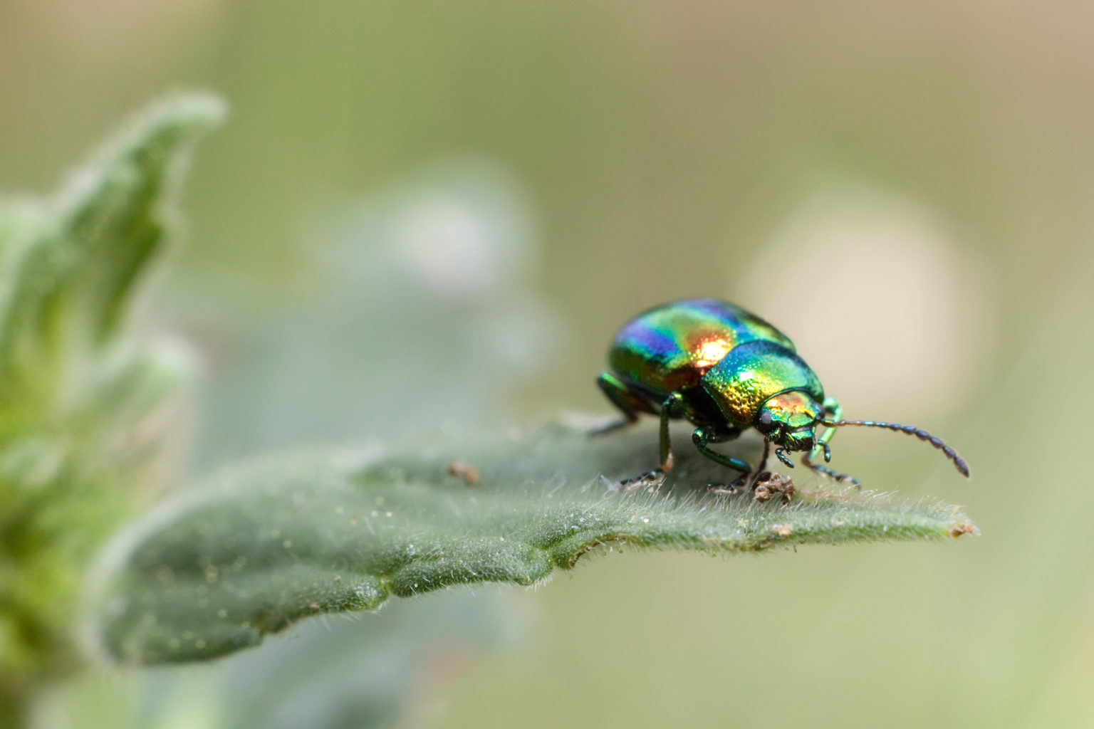New Beetle Species Discovered | The Bug Guys